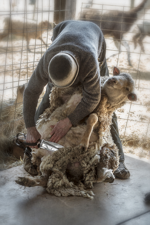Dan Routh Photography: Shearing 2015