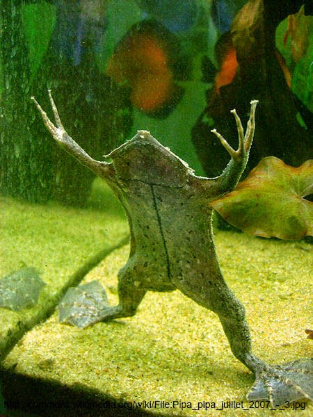 Bizarre Creature of the Day: Creature 210: Pipa pipa