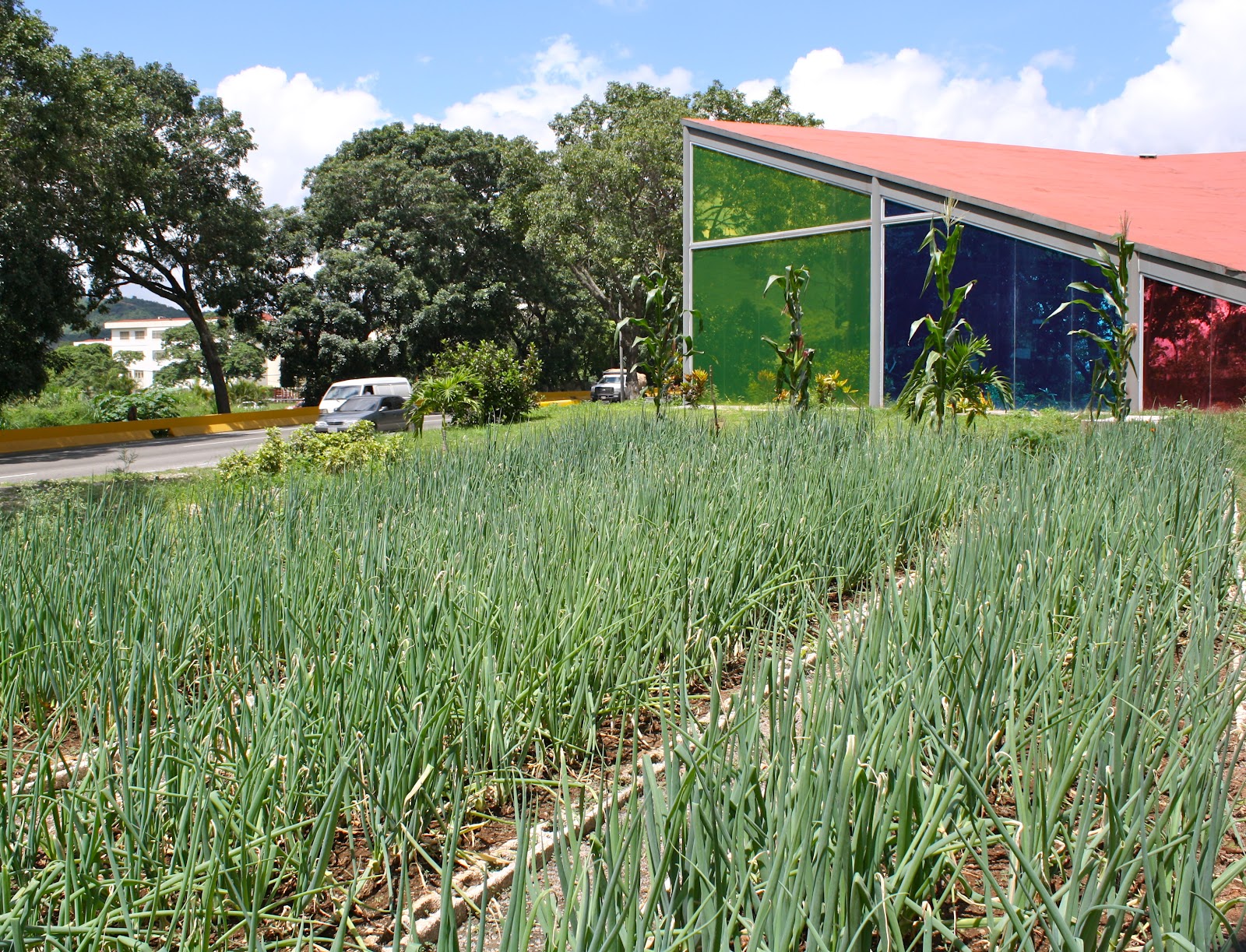 Food Voices: Urban Farming in Venezuela