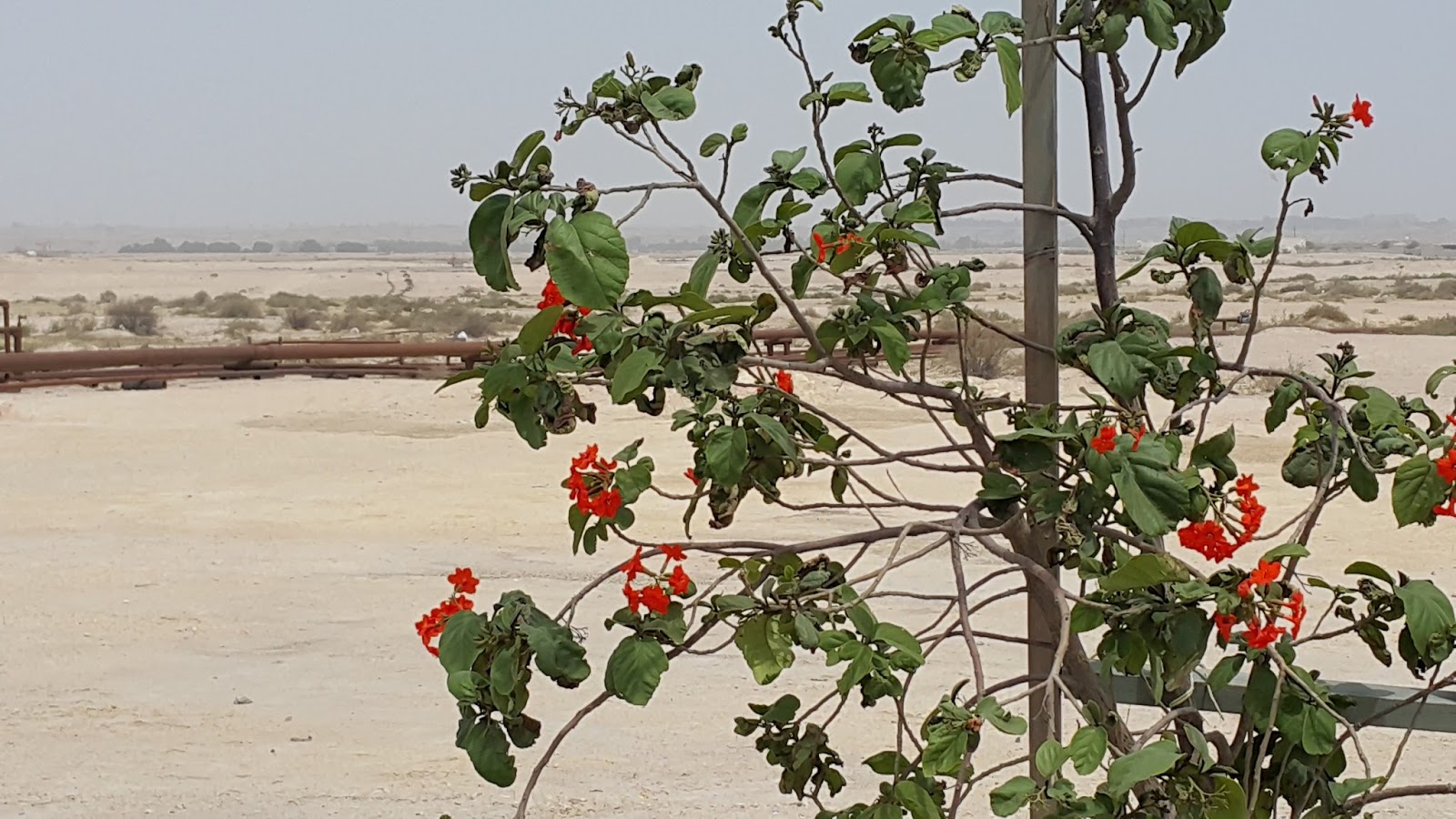 Brenda Hyde: Flowers In Bahrain