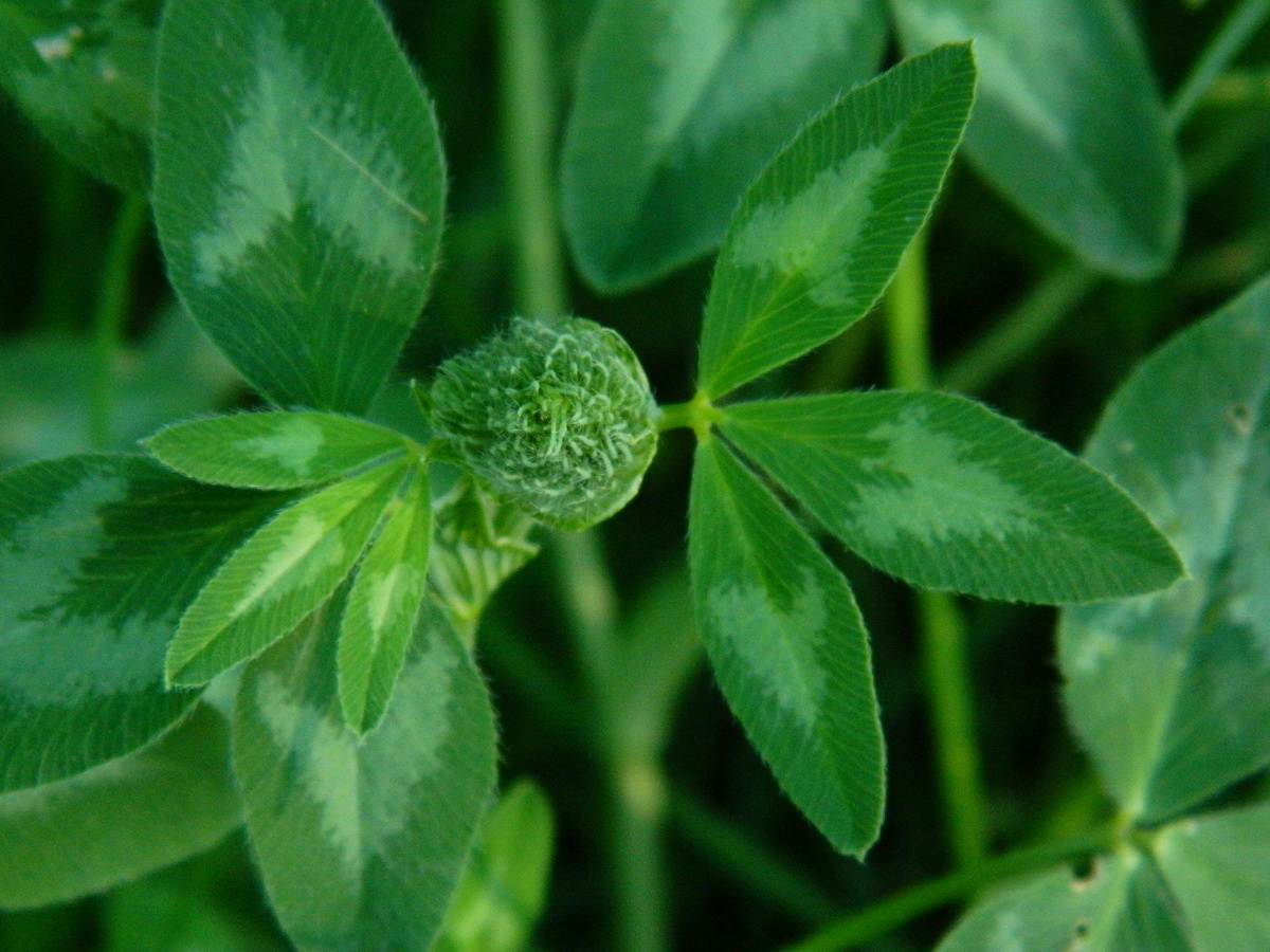 LA MULTI ANI, ROMANIA!: Flori mov de lucerna