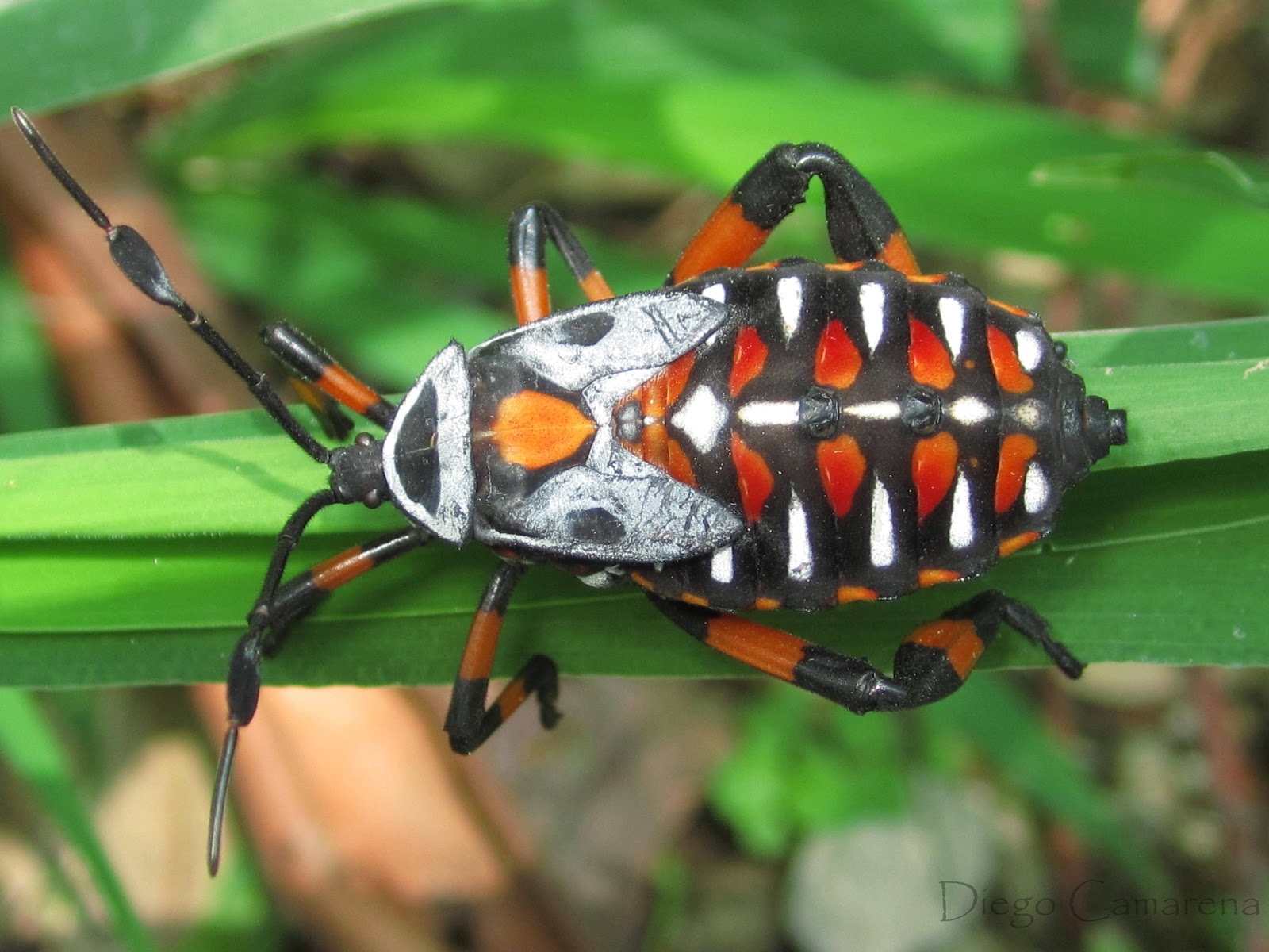 Fotografías de naturaleza: Insectos del parque Eca do Queiros