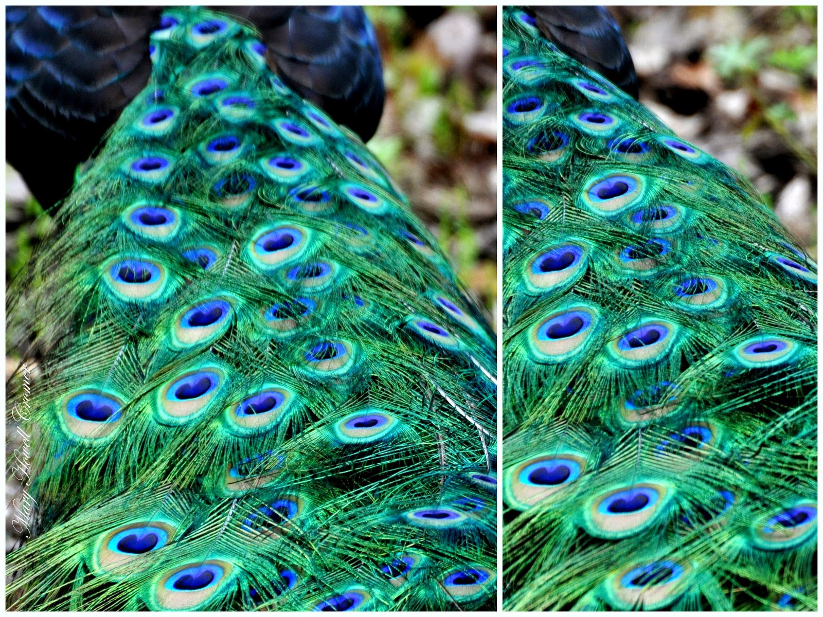 Red-shouldered Hawks of Tingsgrove and Beyond: As Pretty as a Peacock~