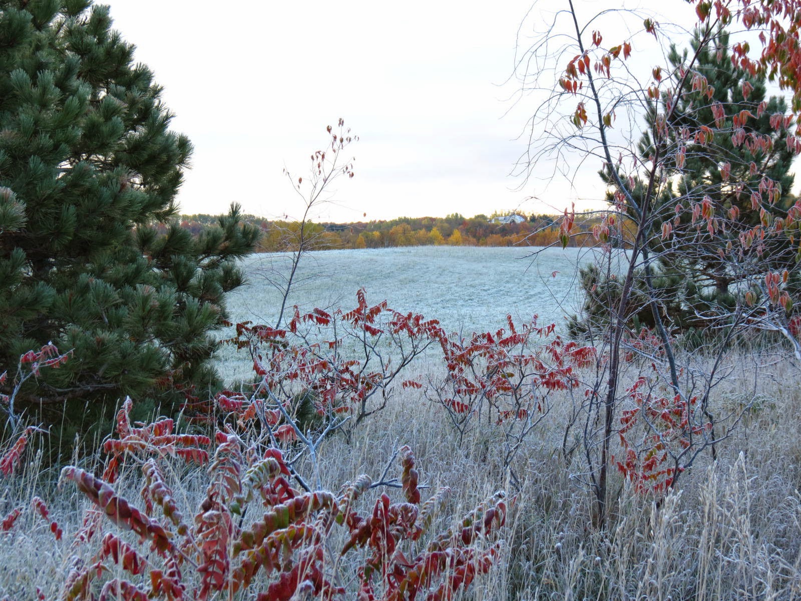 A Shot in the Light: First Hard Frost, October 22, 2014