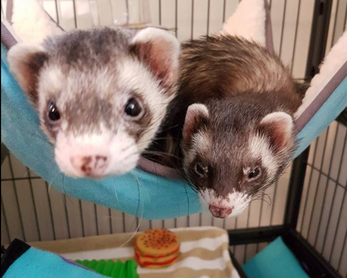 Ferrets North Adoptables