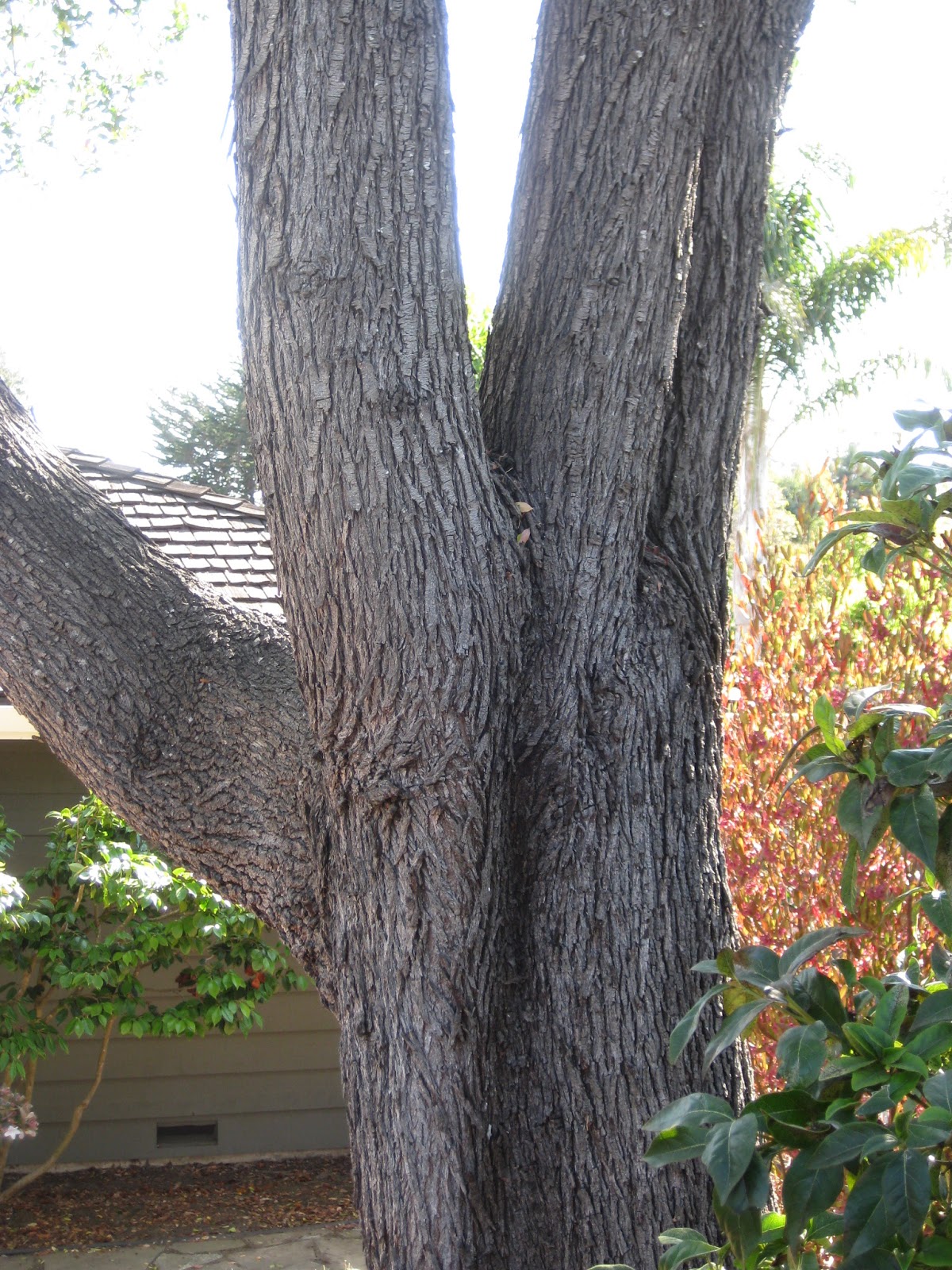 Trees of Santa Cruz County: Quillaja saponaria - Soapbark Tree