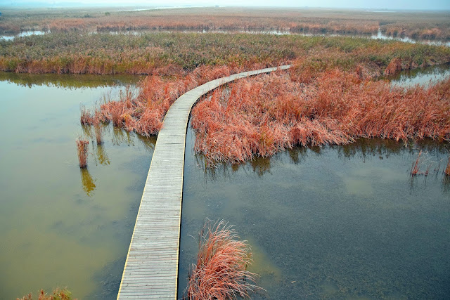 China Travelogue: YANCHENG & DAFENG "Hunting world's rarest animals"