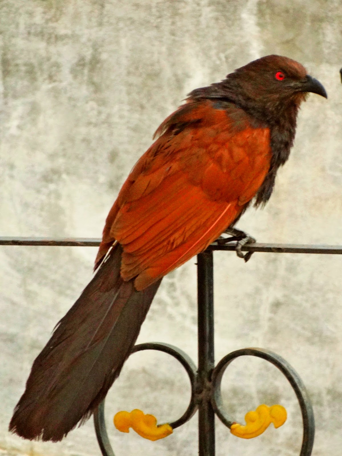 Birds around us: Birds around us - 2nd set