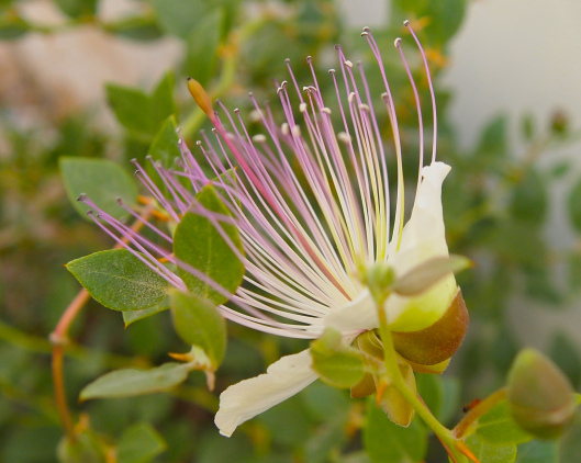 Flower Homes: Delicate Flowers