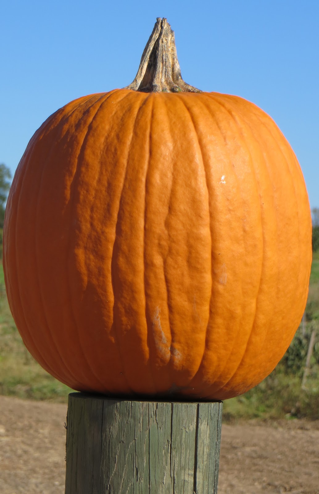 Two Vintage Gypsies.....featuring Simple Dimple & Rose Cottage