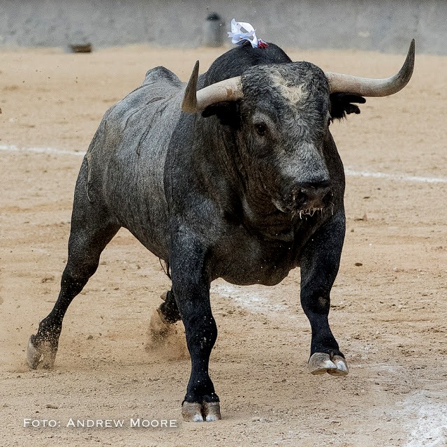 Toreo en Red Hondo: DON JOSÉ LUIS DE PABLO-ROMERO: HIJO, NIETO, HERMANO ...