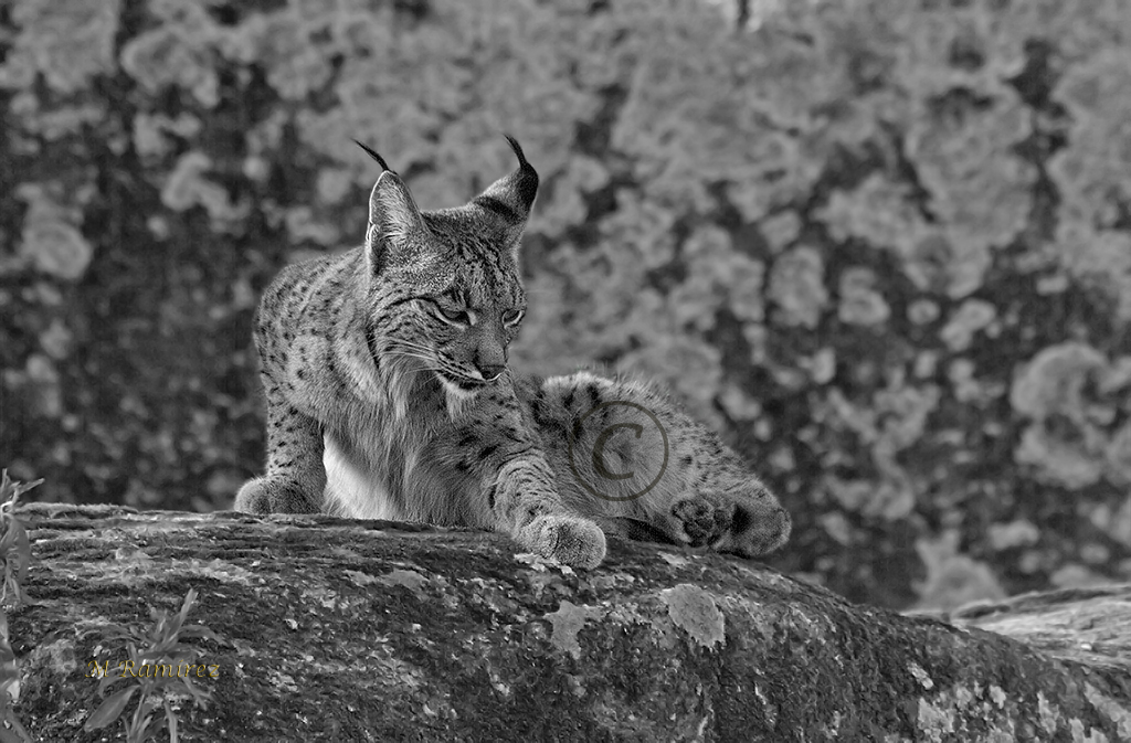 SENDEROS DE LUZ: LINCE IBÉRICO.BLACK AND WHITE