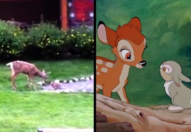 Hermoso: Pequeño cervatillo y Conejo juegan juntos emulando a Bambi y ...