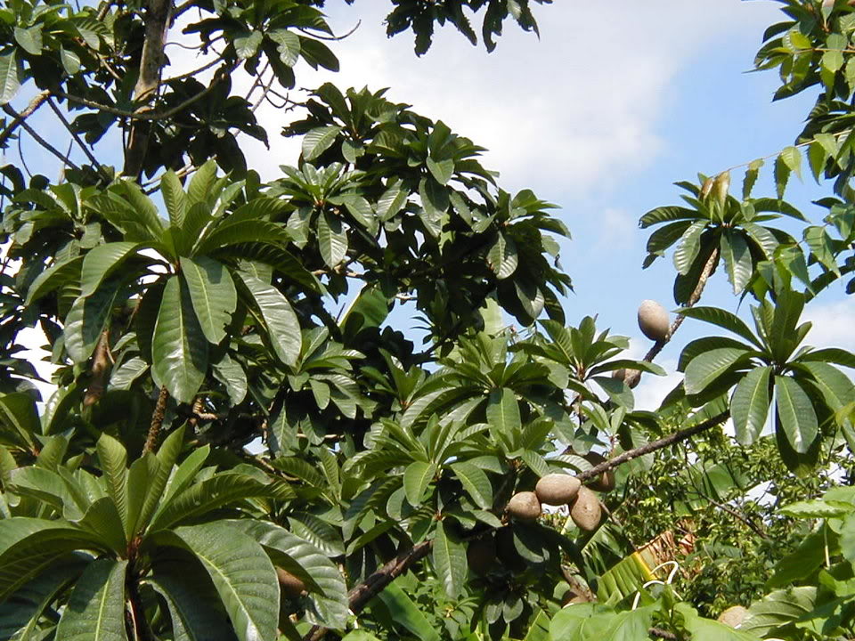 Come Coltivare il Mamey (Pouteria sapota) e lo Zapote Verde (Pouteria ...