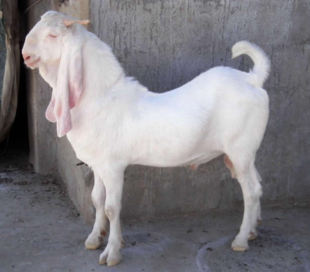 Jamunapari Goat - himalayan goat breeding farm