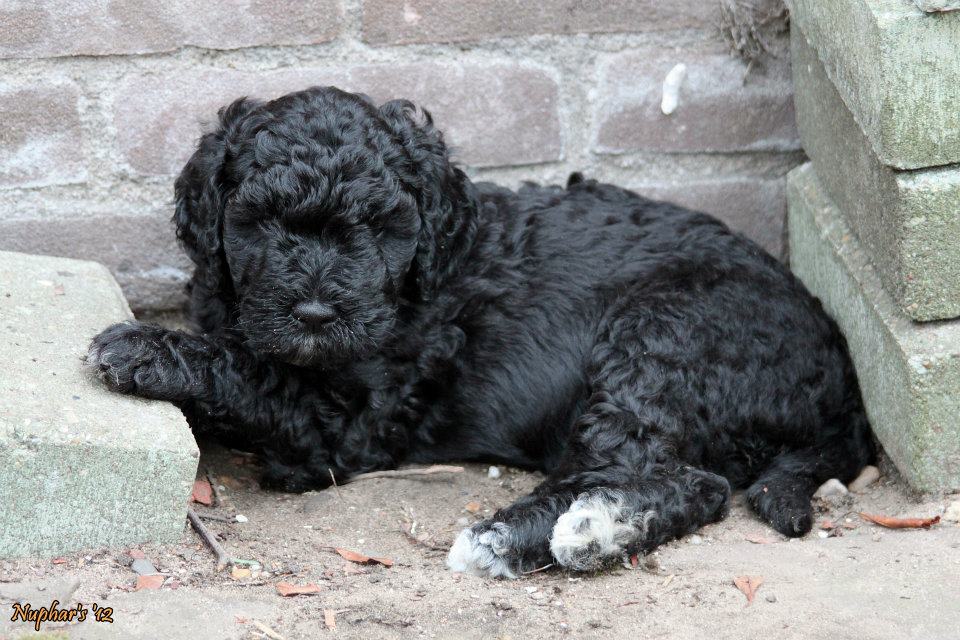 Hickory Tavern Farm Barbet: Our New Barbet Puppy