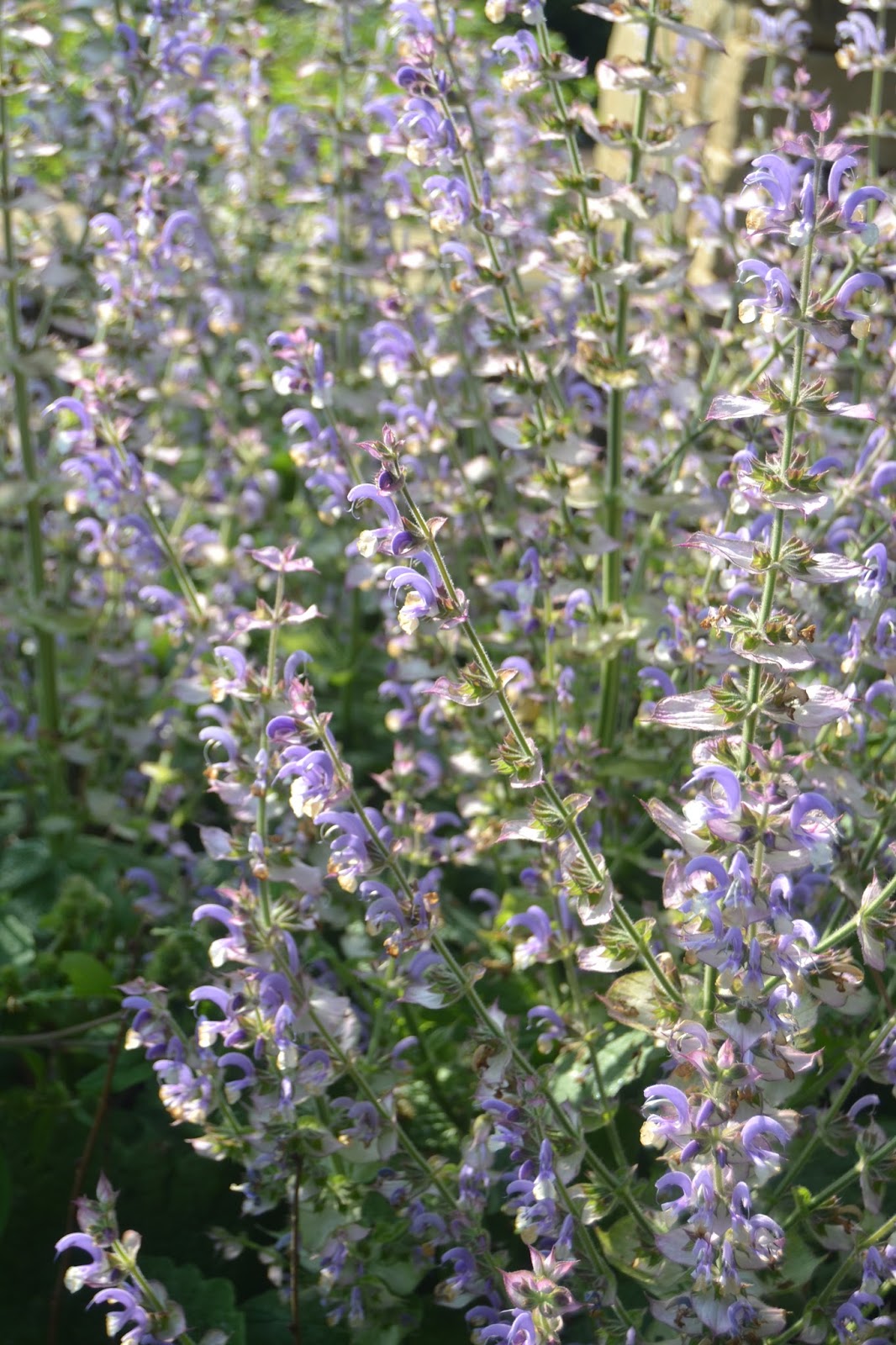 Malva Silvestre: VAI UMA INFUSÃO DE SALVIA-ESCLAREIA, ERVA-CIDREIRA E ...