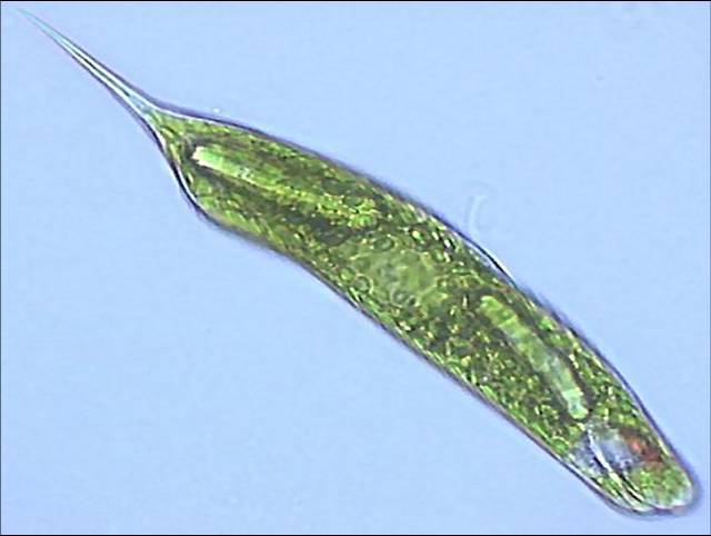 Biología Vegetal: Unidad III: Filogenia de las plantas y colonización ...