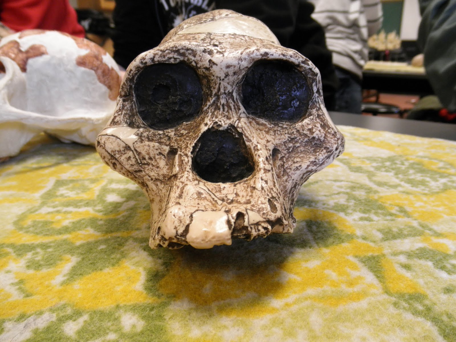 Human Fossils and Evolution: Australopithecus africanus