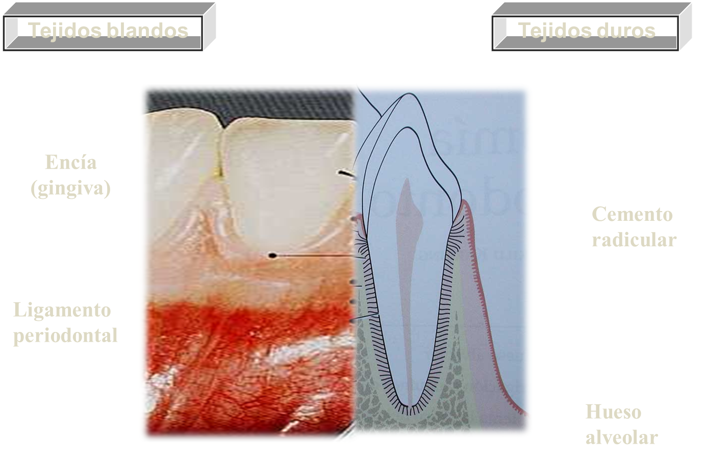 Periodoncia I y II: PERIODONTO: