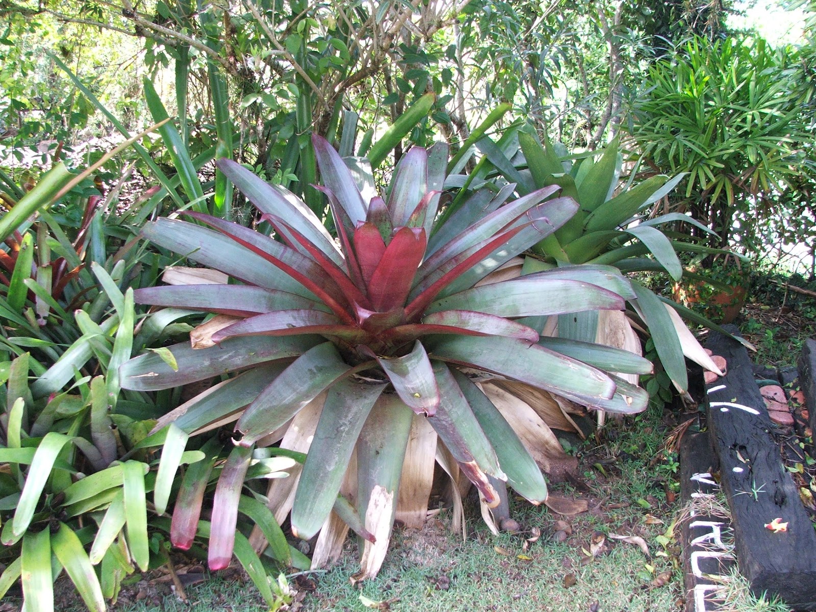 Encanto Verde: BROMÉLIA IMPERIAL (ALCANTAREA)