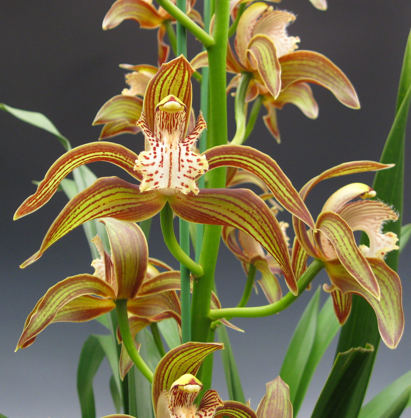 Chinese New Year Starts in Ten Days | Orchidaceous! Orchid Blog