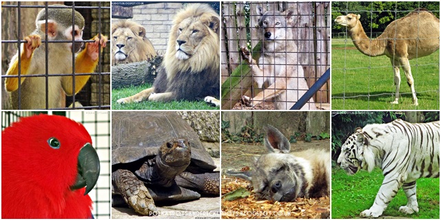 Heythrop Park Zoo Open Day 2015 | Polka Spots and Freckle Dots