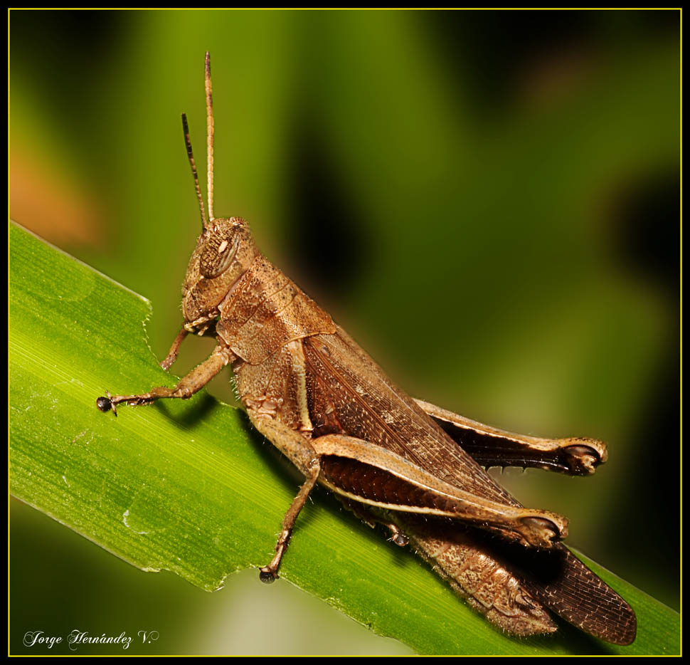 EL SIGNIFICADO ESPIRITUAL DEL SALTAMONTES