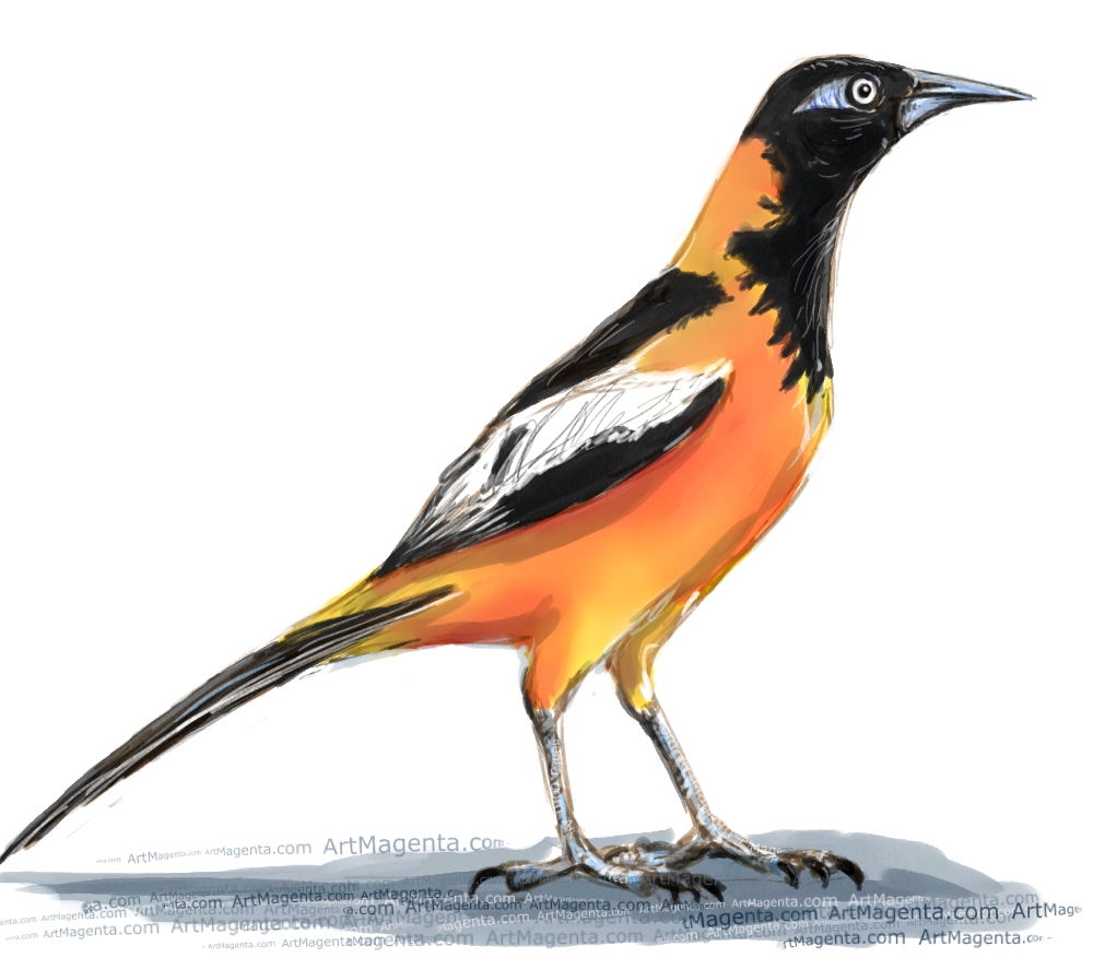 Birds: Venezuelan Troupial