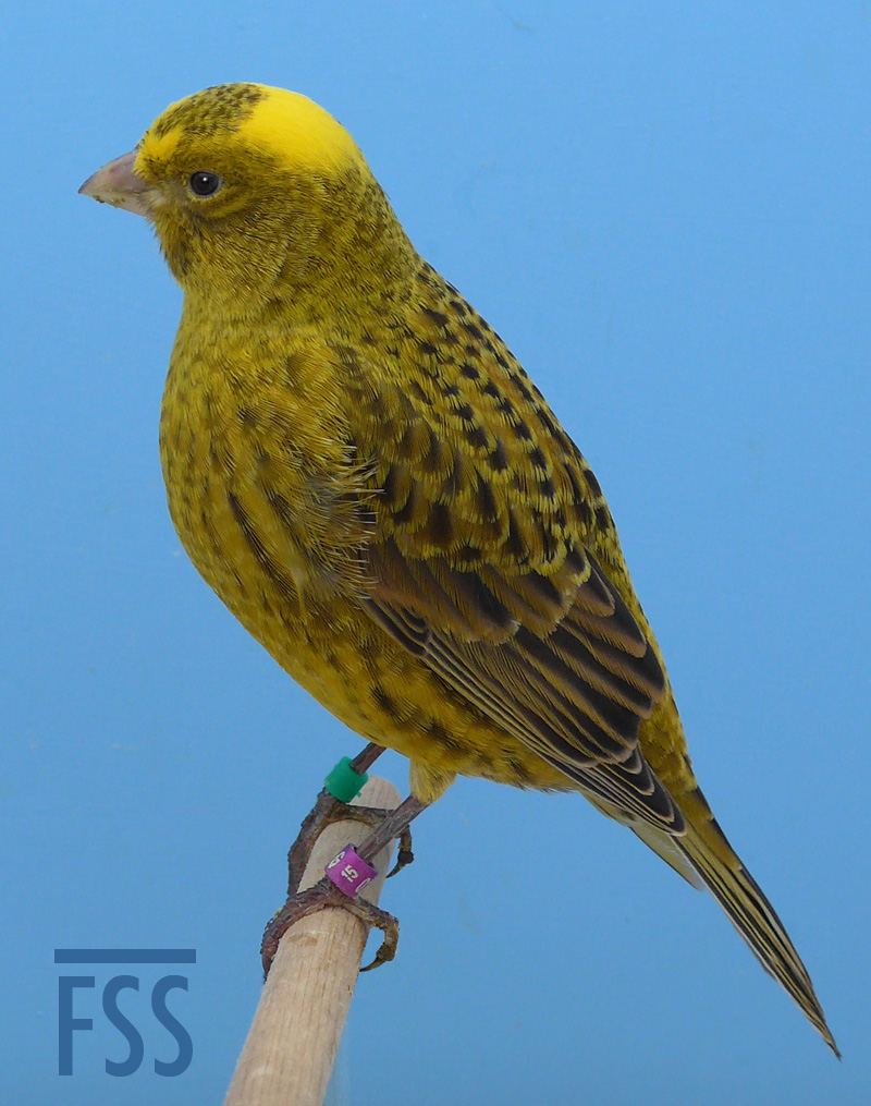 Canary Tales: Guest Author Huw Evans Lizard Canary