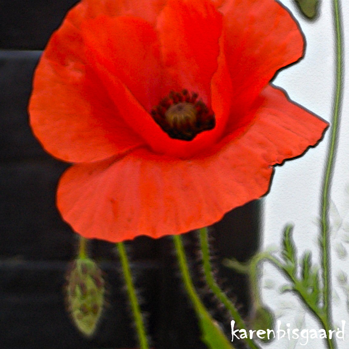 Karen`s Nature Photography: Poppy Close-up.