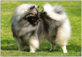 Cute Puppies Show: Keeshond