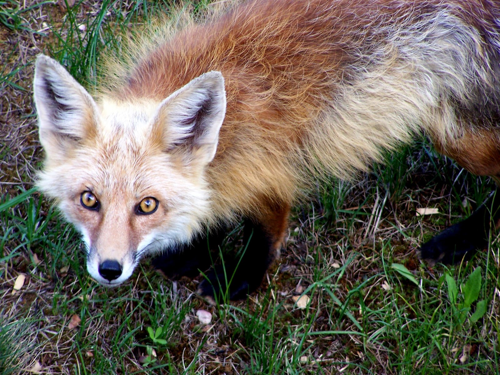 The Natural World: Red Foxes in Breckenridge!