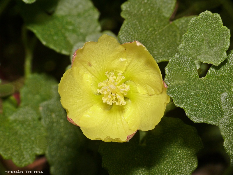 Flora Bonaerense: Malva de salitral (Malvella leprosa)