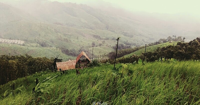 Walk in the fields: Picturesque Jhum Paddy Fields