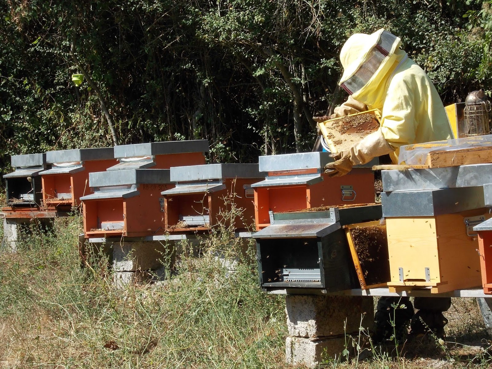 IL LAVORO NELL’APIARIO