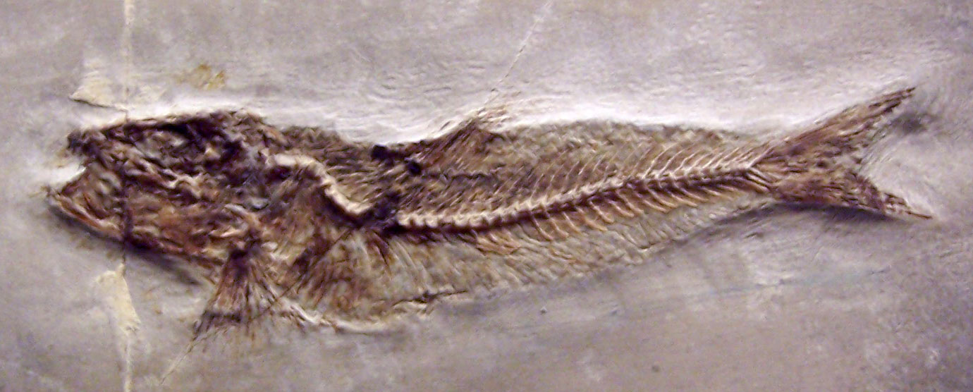 Louisville Fossils and Beyond: Clupea catopygoptera - Fish Fossil