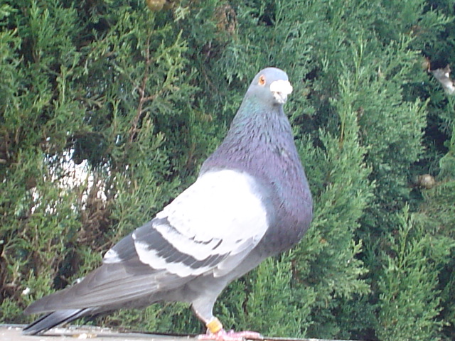 GUADAIRAJABEN: LA CRIA DE PALOMAS