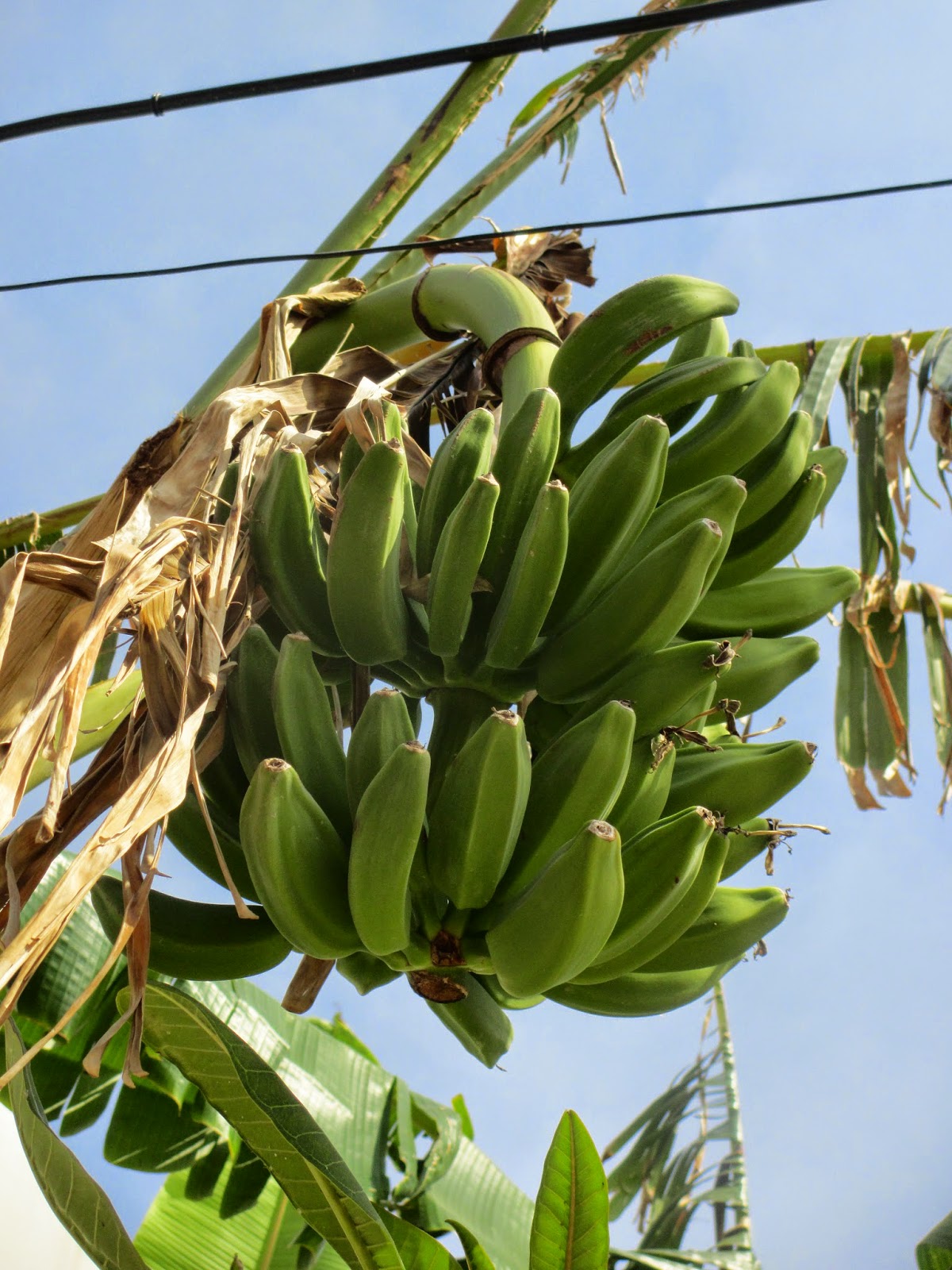 La Mar de VeRde: MUSA ACUMINATA O BANANRO