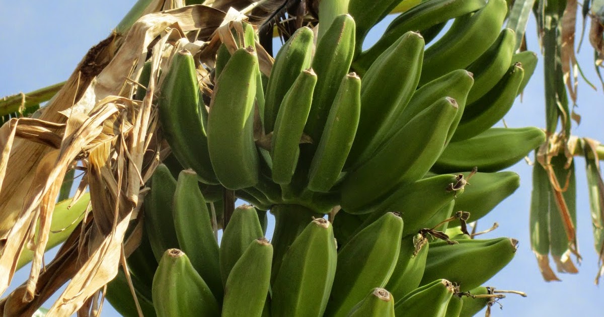La Mar de VeRde: MUSA ACUMINATA O BANANRO