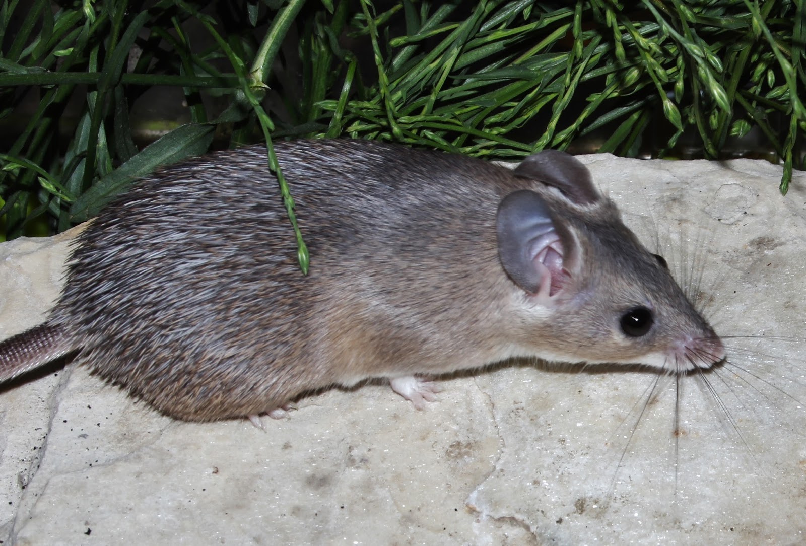 Biodiversity of Cyprus by NGO Protection of the Natural Heritage and ...