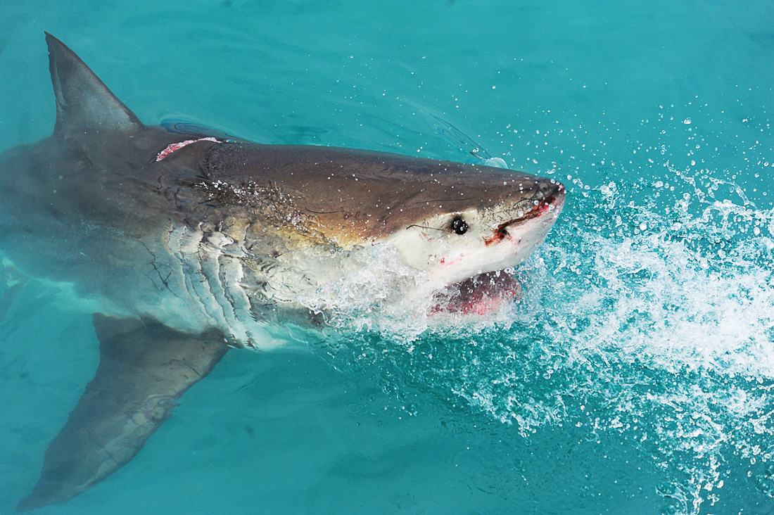 Potapljanje z morskimi psi | Lahkih nog naokrog