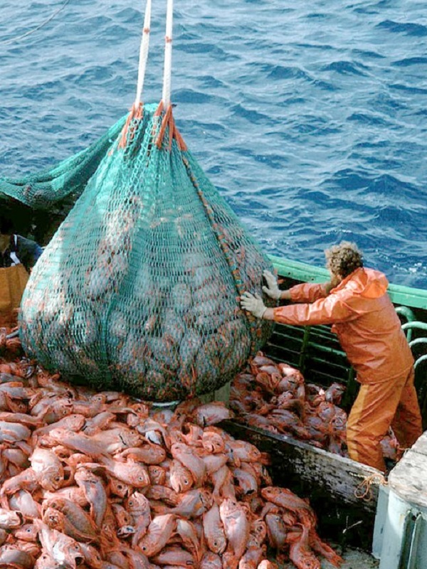 La mayoría de la pesca en alta mar ya no es rentable "sin subvenciones"