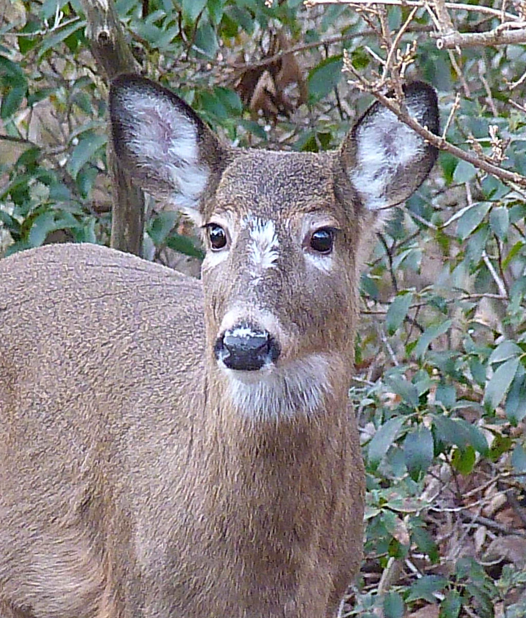 Wildlife Lane: White Blaze on Deer's Snout