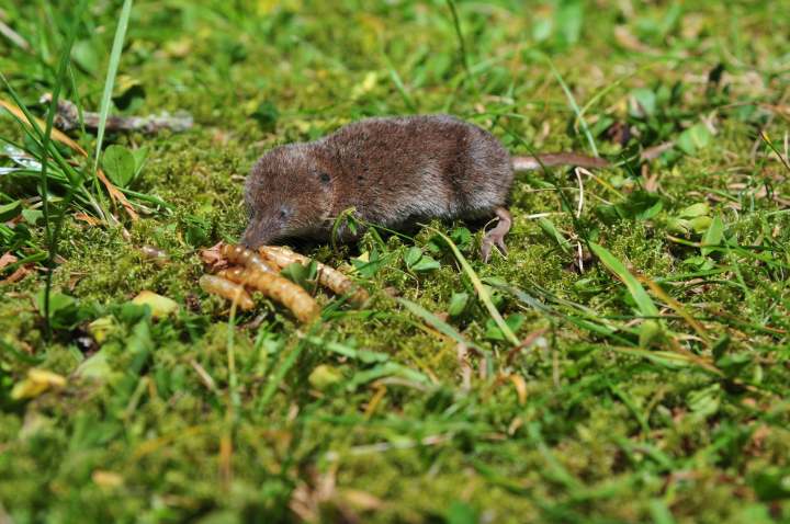 Musarañas: Alimentacion
