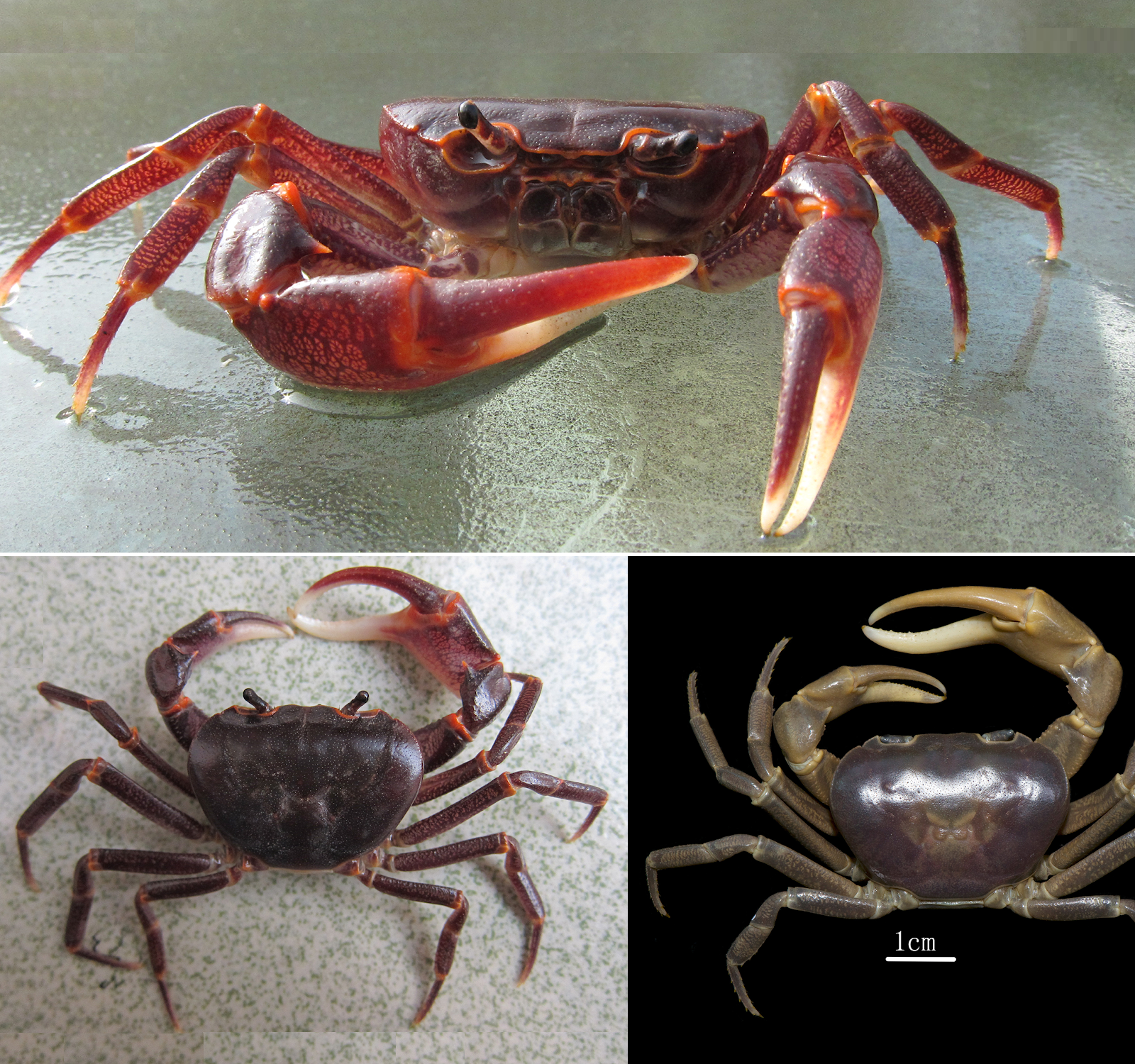 Species New to Science: [Crustacea • 2018] Chinapotamon maolanense • A ...