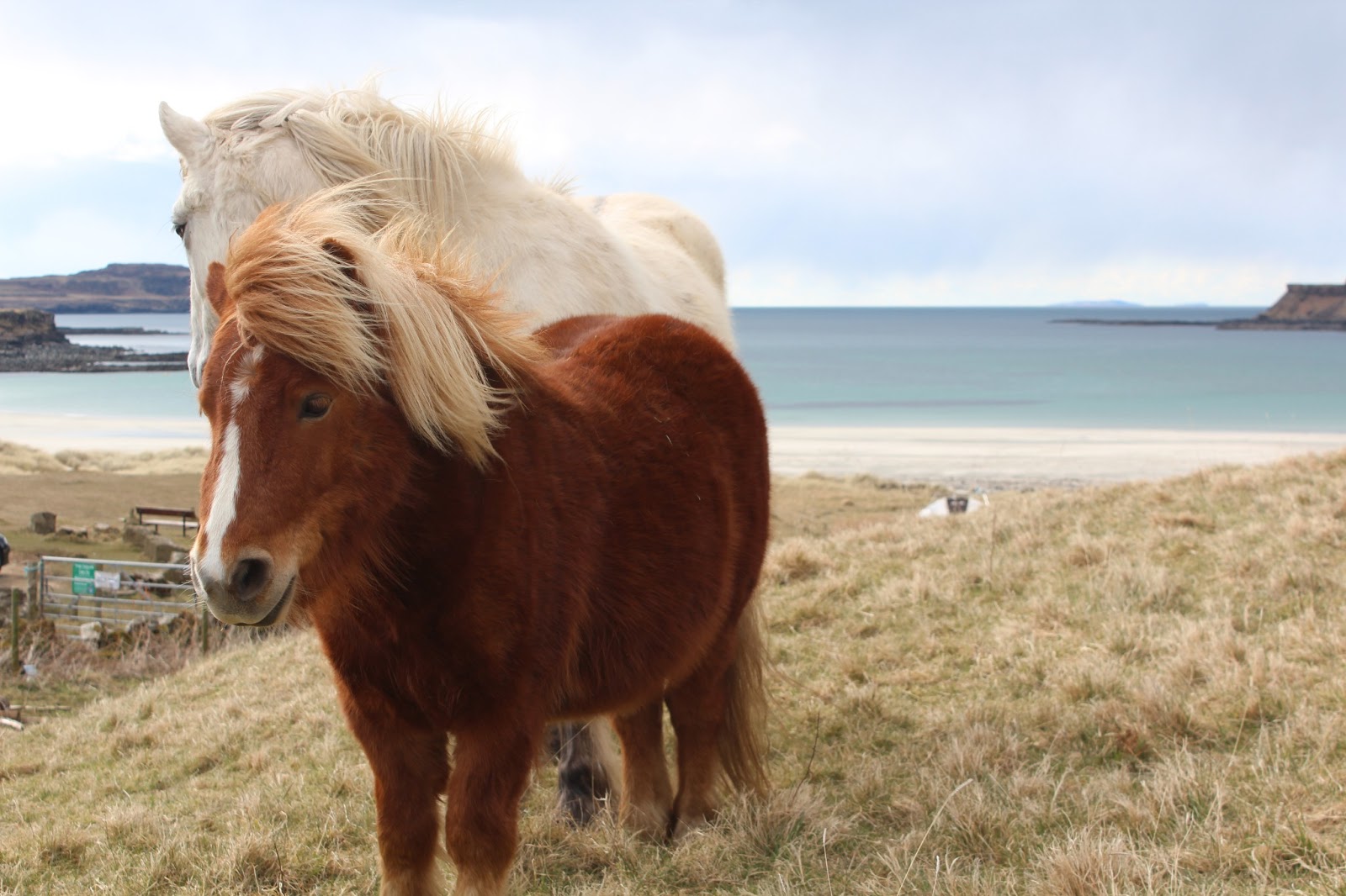 MilesIsland: Horses of Mull