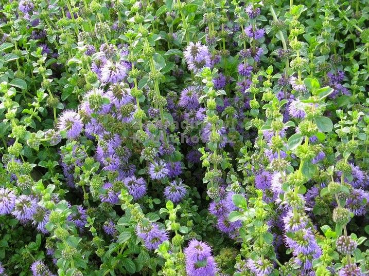 PLANTAS MÁGICAS: EL POLEO, PLANTA MÁGICA Y MEDICINAL