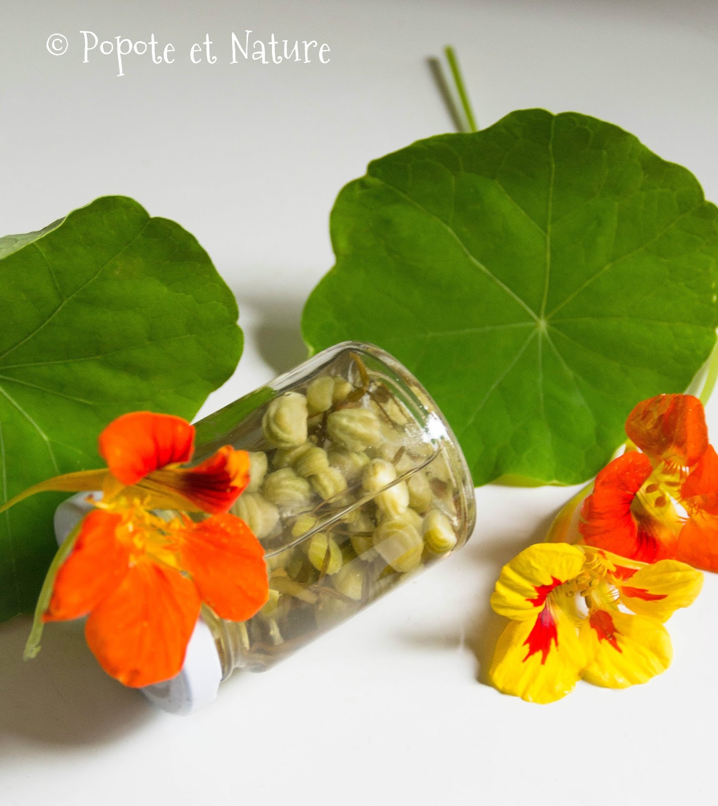 Popote et Nature: Mangeons la capucine ! ♪ ♫ ♪... Des fleurs jusqu’aux ...