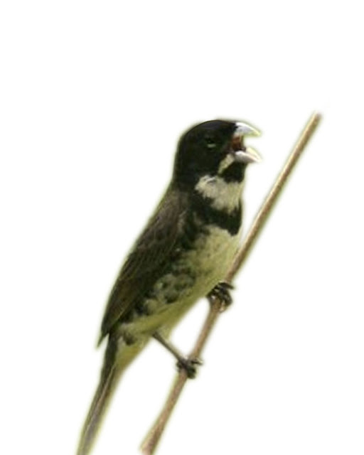 BLOG BULÚ DICAS E MANEJOS: FOTOS